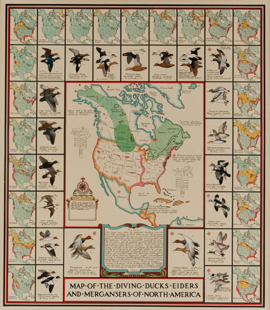 Map Of the Diving Ducks Eiders and Mergansers of North America | David ...