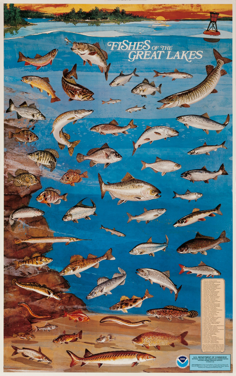 NOAA Fishes of the Great Lakes, Original US Department of Commerce ...