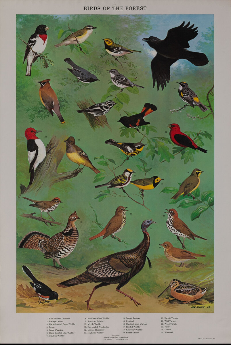 Birds of the Forest - Pennsylvania Game Commision Wildlife Poster ...